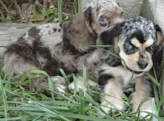 Our Merle Puppies from the past at Mary's Cocker Haven