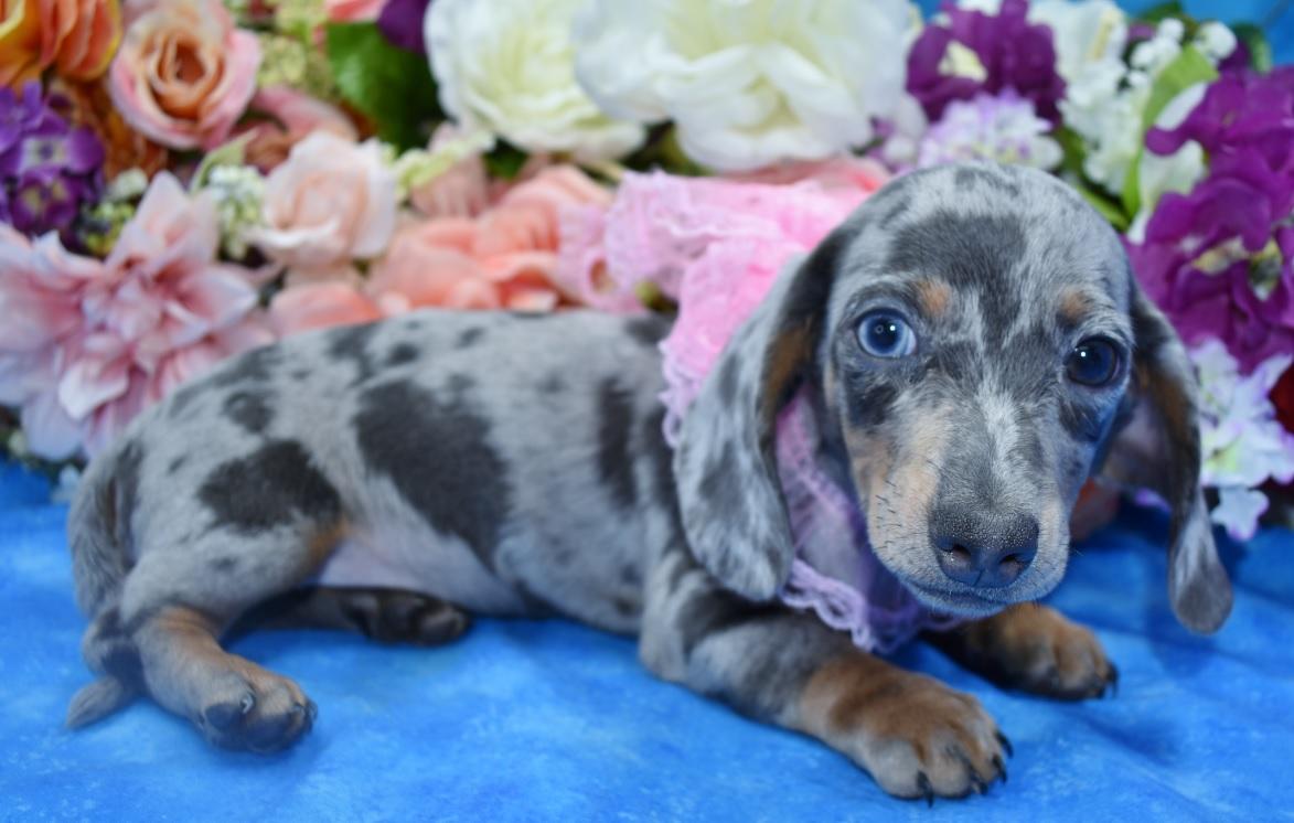 AKC Isabelle Cream Dapple Miniature Dachshund Puppies for sale near ...