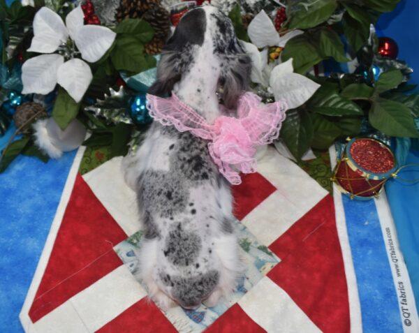 AKC Blue Tan Parti Merle Cocker Spaniel puppies for sale near Colorado ...