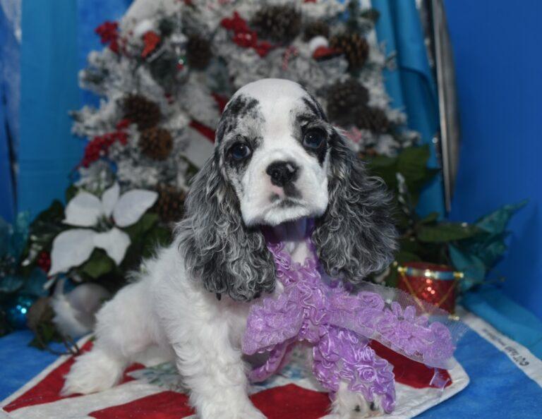 AKC Blue Tan Parti Merle Cocker Spaniel puppies for sale near Colorado ...