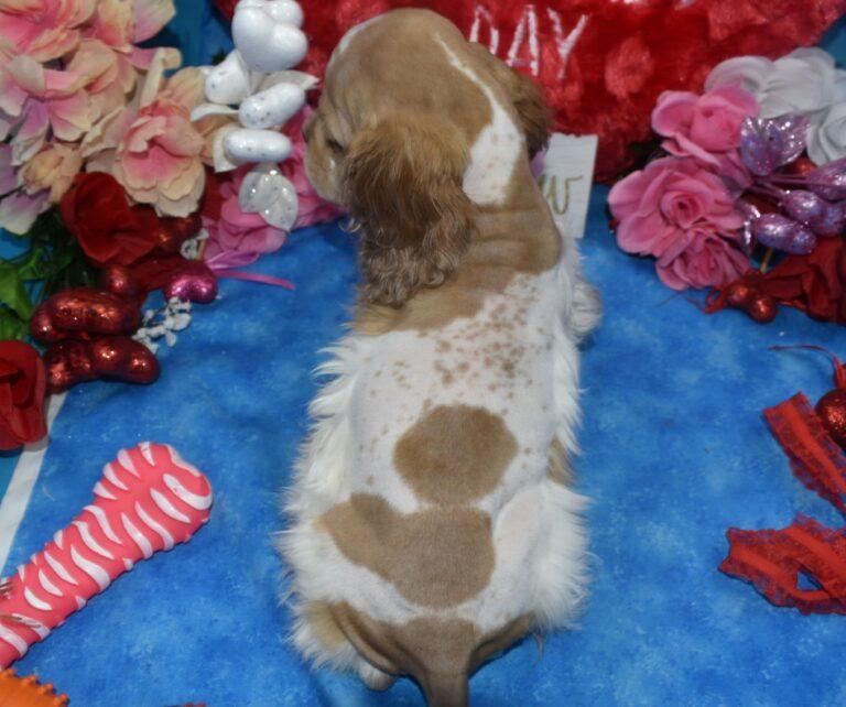 AKC Chocolate Sable Parti American Cocker Spaniel puppies for sale near ...