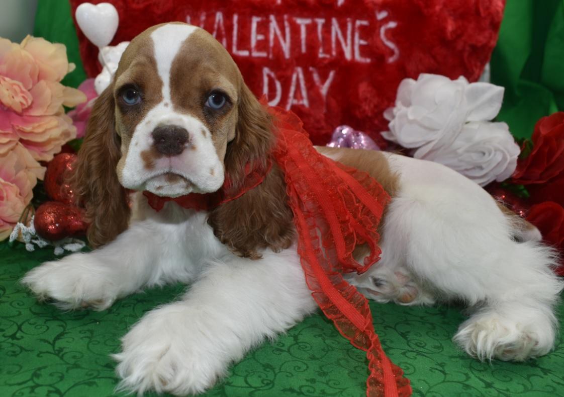 AKC Chocolate Sable Parti American Cocker Spaniel puppies for sale near ...
