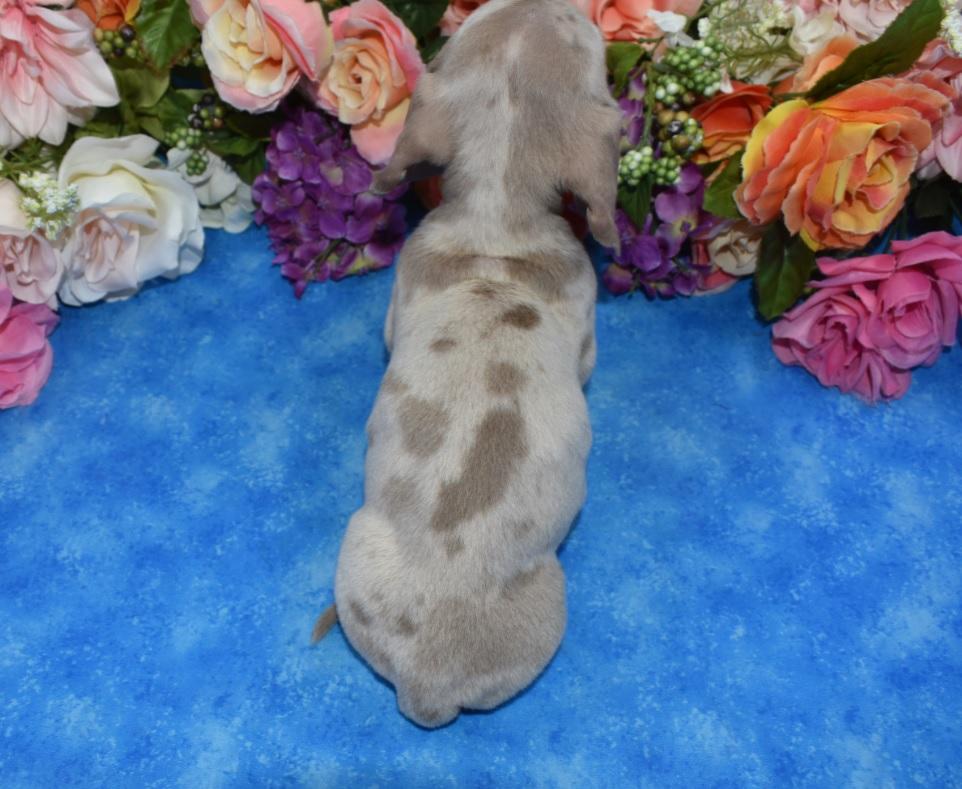AKC isabelle cream dapple smooth coat miniature dachshund puppies for ...