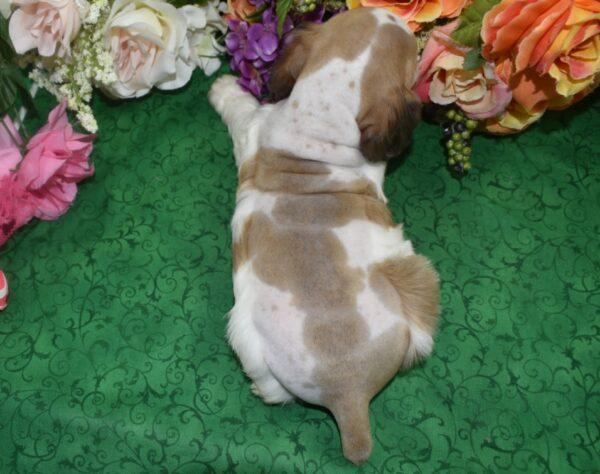 AKC Chocolate Sable Roan Merle American Cocker Spaniel puppies for sale ...
