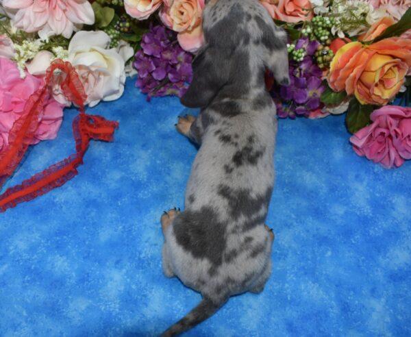 AKC Calico Blue Cream Dapple Miniature Dachshund Puppies for sale near ...