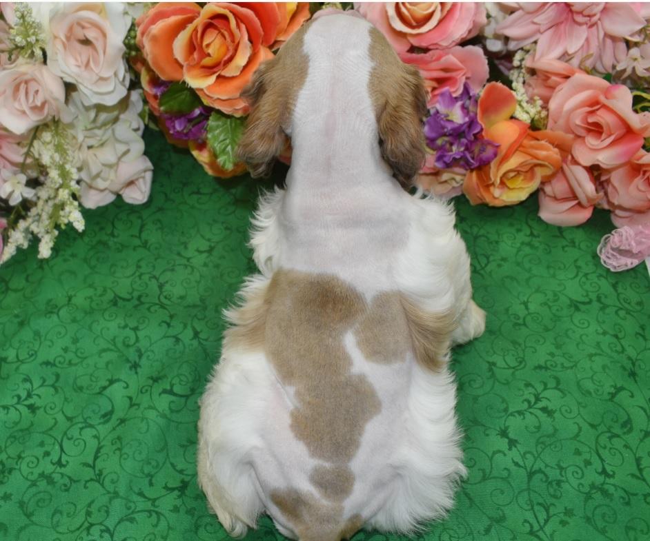 AKC Chocolate Sable Roan Merle American Cocker Spaniel puppies for sale ...