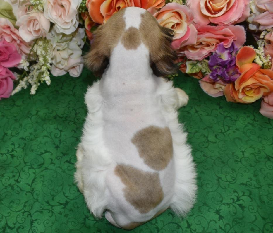 AKC Chocolate Sable Roan Merle American Cocker Spaniel puppies for sale ...