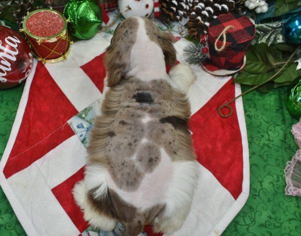 AKC Chocolate Tan Irish Parti Merle American Cocker Spaniel puppies for ...
