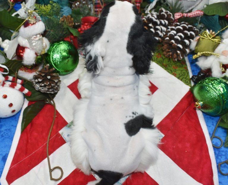 AKC Chocolate Tan Irish Parti Merle American Cocker Spaniel puppies for ...