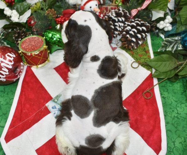 AKC Chocolate Tan Irish Parti Merle American Cocker Spaniel puppies for ...