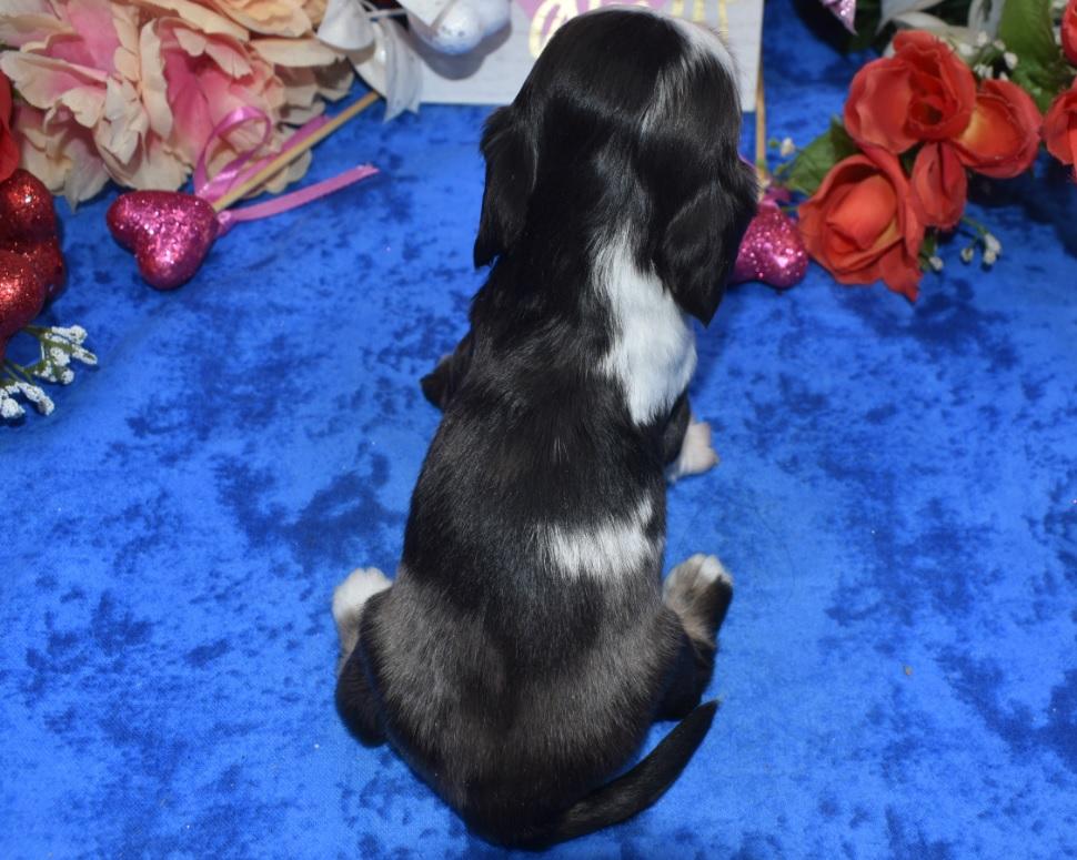 Tweet sable tan parti merle Docker puppies for sale near Colorado ...