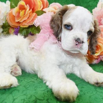 AKC Chocolate Sable Roan Merle American Cocker Spaniel puppies for sale ...