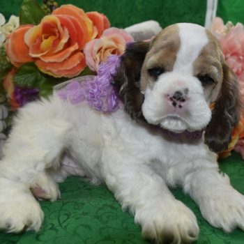 AKC Chocolate Sable Roan Merle American Cocker Spaniel puppies for sale ...