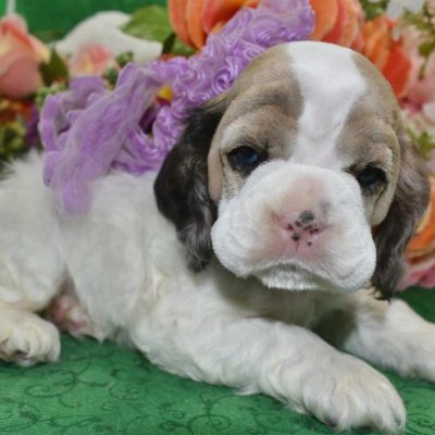 Champion AKC Cocker Spaniel Puppies Mary's Cocker Haven