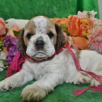 AKC Chocolate Sable Roan Merle American Cocker Spaniel puppies for sale ...