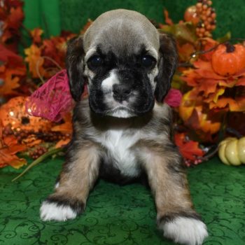 AKC Sable Tan Merle American Cocker Spaniel puppies for sale near ...