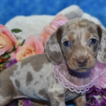AKC isabelle cream dapple smooth coat miniature dachshund puppies for ...