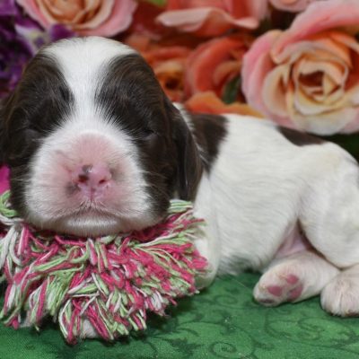 Champion AKC Cocker Spaniel Puppies Mary's Cocker Haven