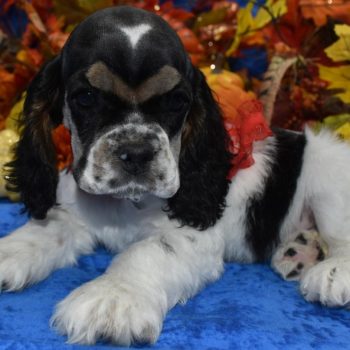 AKC Sable Tan Merle American Cocker Spaniel puppies for sale near ...