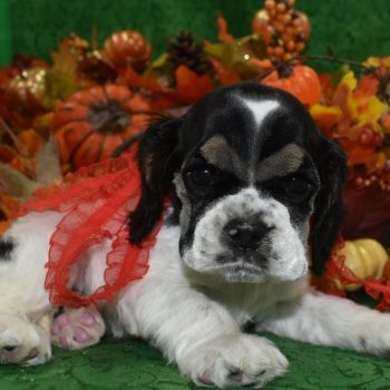 AKC Sable Tan Merle American Cocker Spaniel puppies for sale near ...