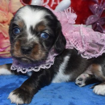 Tweet sable tan parti merle Docker puppies for sale near Colorado ...