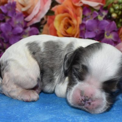 Champion AKC Cocker Spaniel Puppies Mary's Cocker Haven