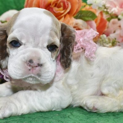 Champion AKC Cocker Spaniel Puppies Mary's Cocker Haven