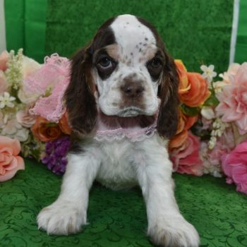 Chocolate tan Irish parti American Cocker Spaniel puppies for sale near ...