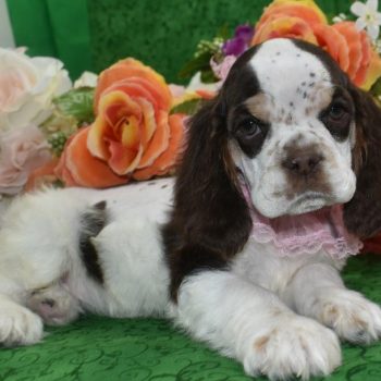 Chocolate tan Irish parti American Cocker Spaniel puppies for sale near ...