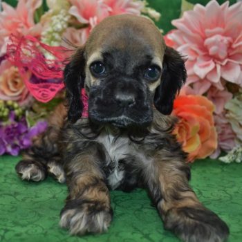 AKC sable parti merle Cocker Spaniel puppies for sale near Colorado ...