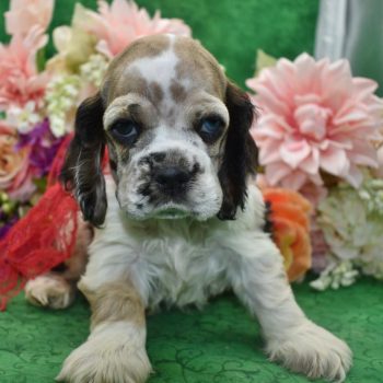 AKC sable parti merle Cocker Spaniel puppies for sale near Colorado ...