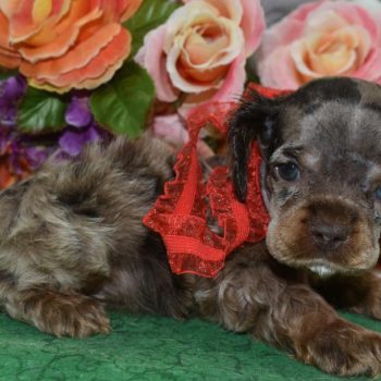 Chocolate tan Irish parti American Cocker Spaniel puppies for sale near ...