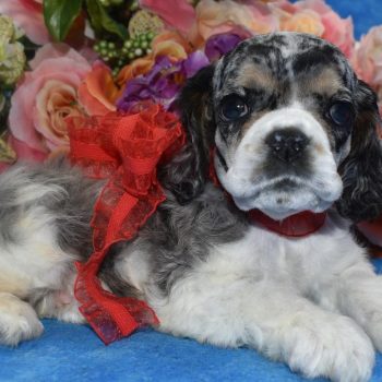 AKC Blue Tan Parti Merle American Cocker Spaniel puppies for sale near ...