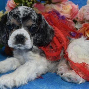 Champion AKC Cocker Spaniel Puppies Mary's Cocker Haven